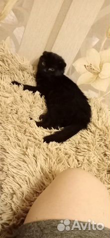 Продаю кота по кличке Джонни