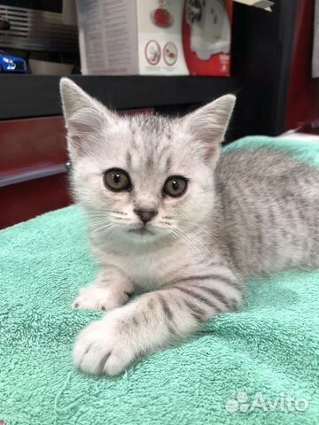 Шотландский клубный котёнок