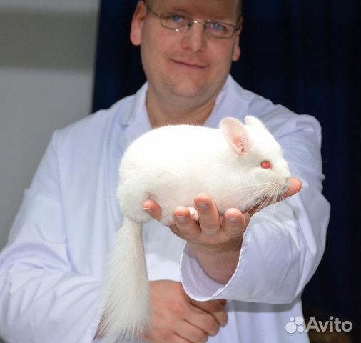 Шиншилла бело-розовый сапфир нф