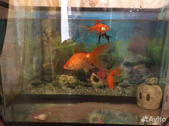 Аквариум с рыбками