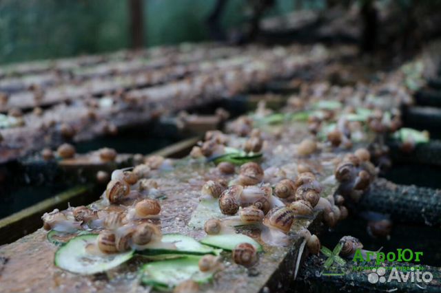 Виноградная улитка