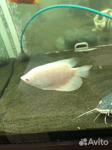 Гурами альбинос промысловый