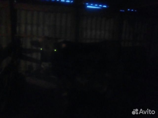 Продается бык