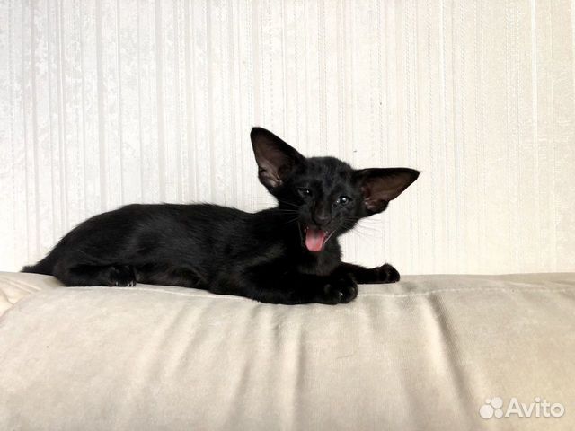 Котёнок от Чемпиона мира