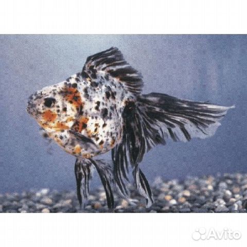 Риукин. Ситцевый