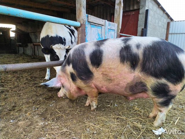 Продаётся хряк ландрас производитель, возраст год