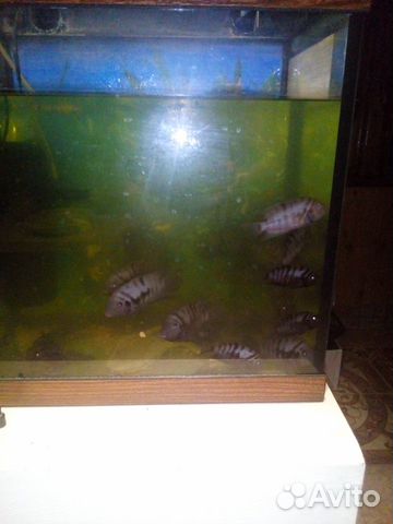 Аквариумные рыбки цыхлозома чернополосая