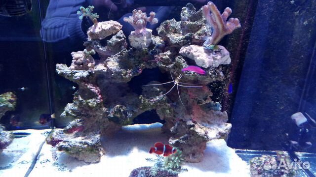 Морской аквариум (без оборудования)