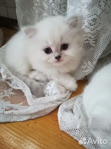 Шотландские котята