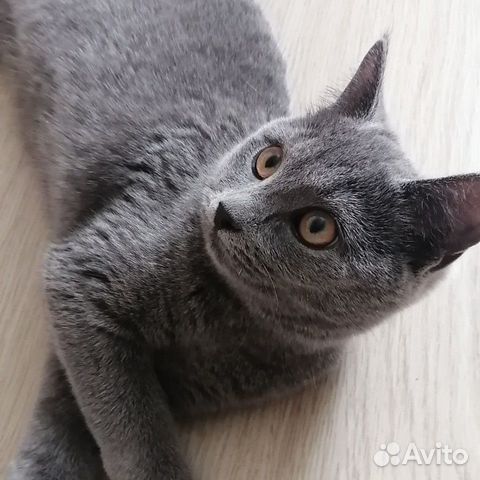 Котенок британка