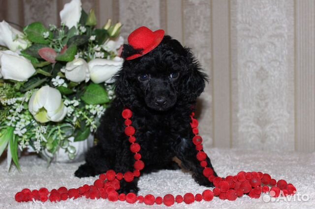 Милашки-кудряшки той-пудель