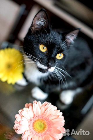 Красавица Даша с янтарными глазами в любящую семью