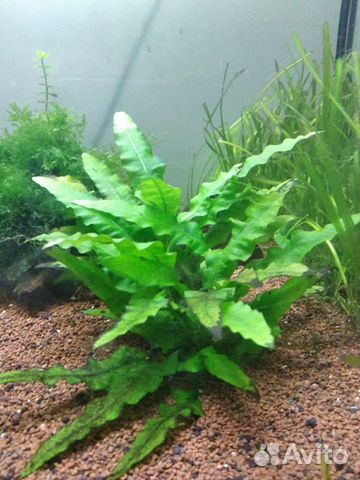 Ростения для пресного аквариума