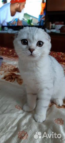 Шотландцы котята