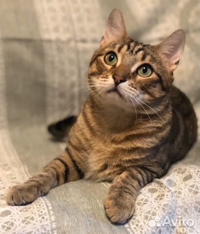 Ручной ласковый Мао 1,5-2 года ищет свой дом