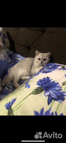 Кошка серебристая Шиншила