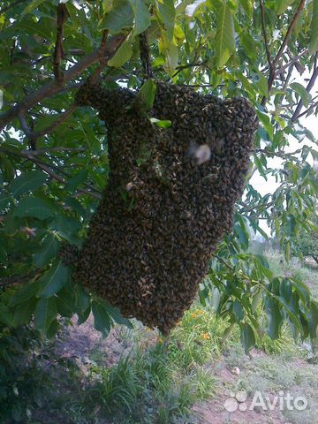 Пчелосемьи