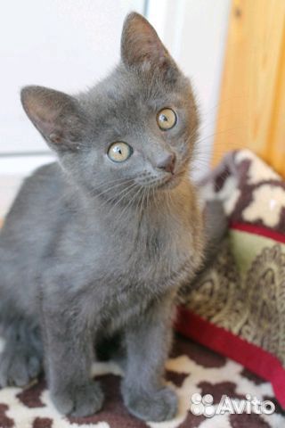 Заберите котёнка