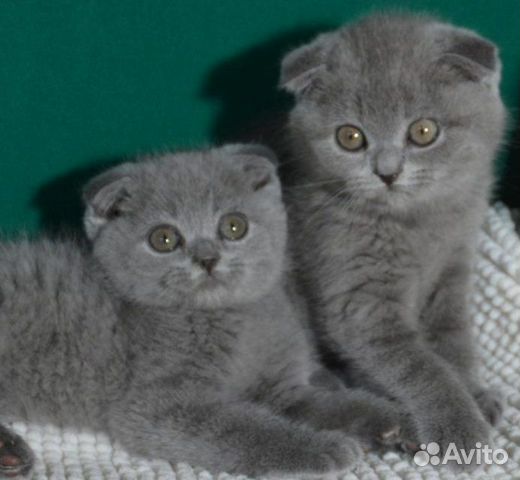 Шотландские котята