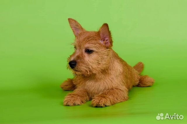 Ярко-рыжие щенки норвич терьера