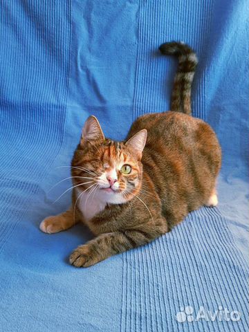 Ласковая игривая кошечка Мисси 1,5 года