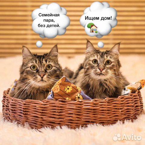 Кот Коле и кошка Шер