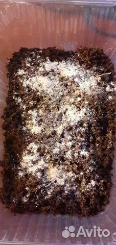 Живая культура энхитреуса (корм для рыб)