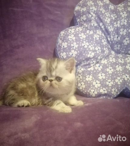 Маленький экзотик