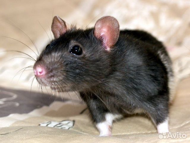 Крыса в дар