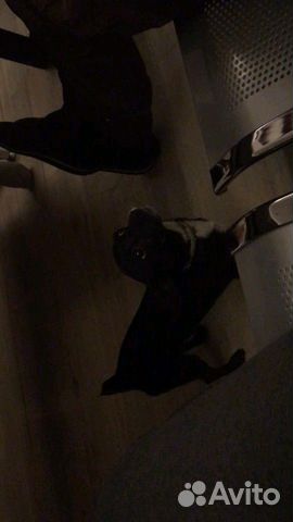 Пропала собака. Той-терьер