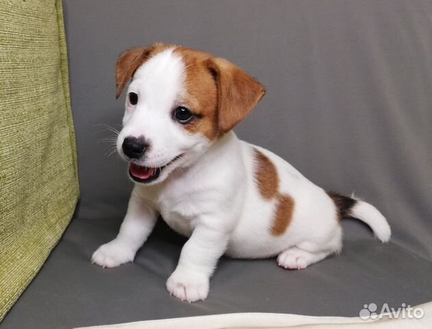 Джек Рассел терьер щенок мальчик