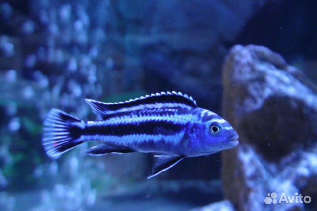 Меланохромис майнгано