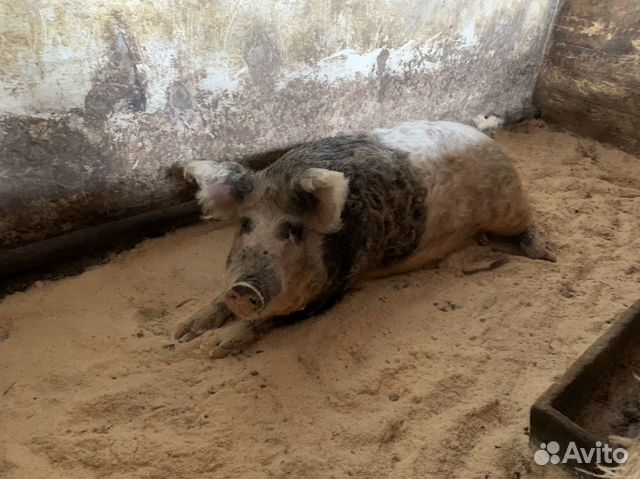 Продаю Хряка Производителя и поросят