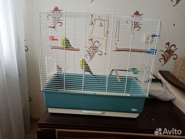 Продам волнистых попугаев