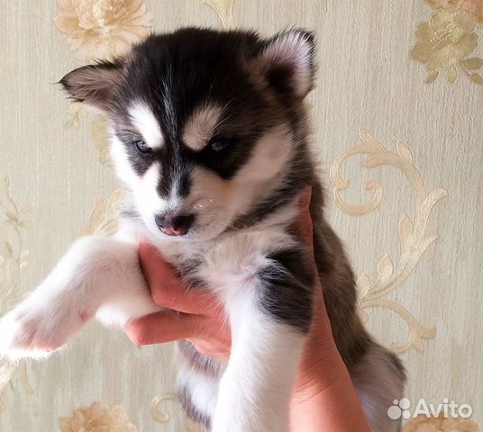 Щенки чистокровных Хаски в добрые руки