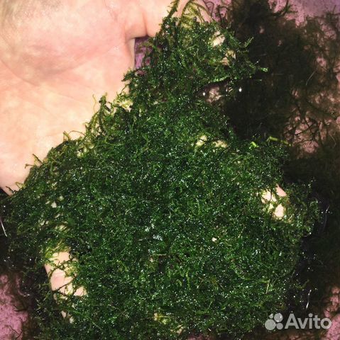 Водоросли для аквариума