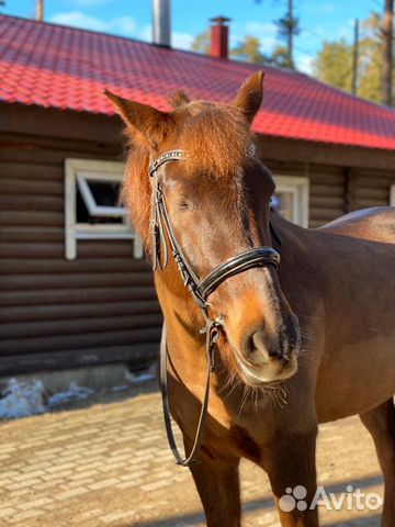 Супер пони 135 в/х