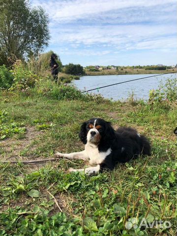 Собака породы Ковалер Кинг Чарлз спаниель