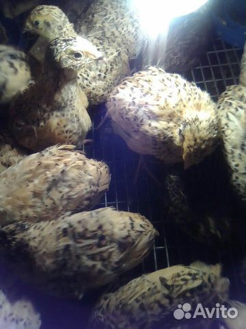 Домашние куры и Перепелки