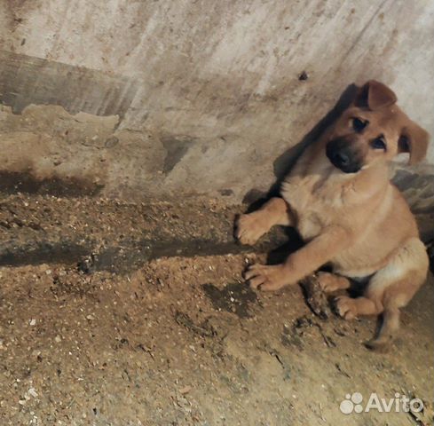 Девочка-щенок 4.5 мес, рыжуля
