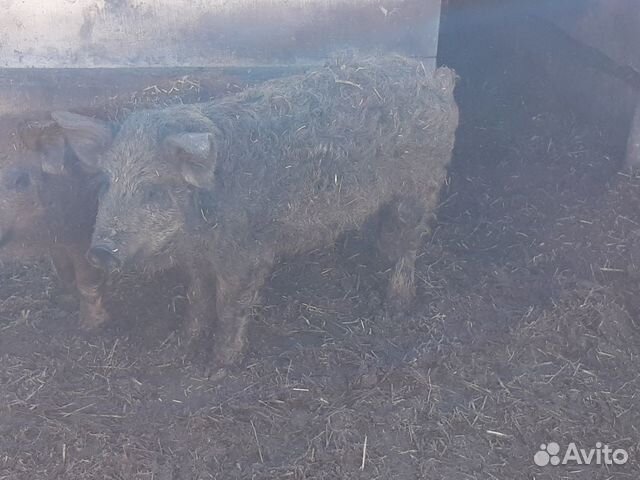 Мангалица