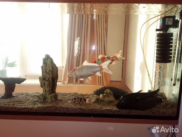 Аквариум