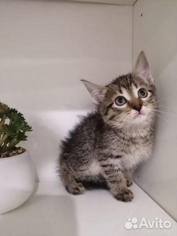 Котенок в дар