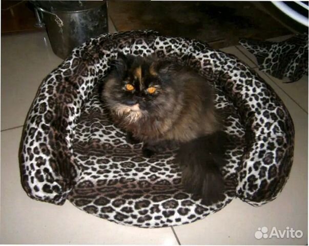 Пропала кошечка