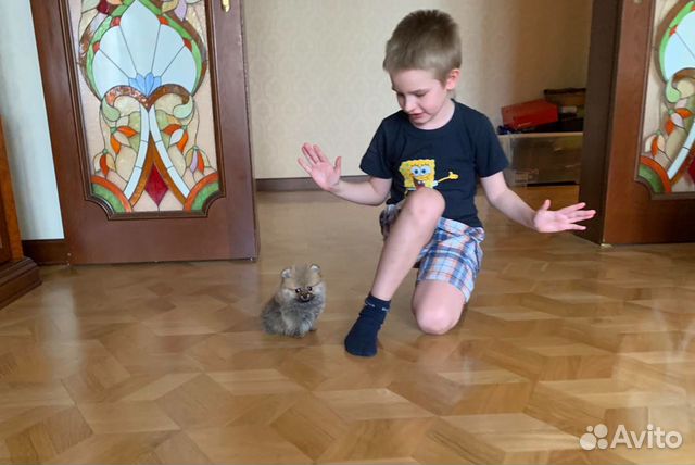 Эксклюзивный микро шпиц