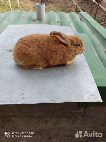 Кролик нзк