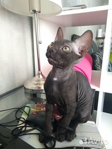 Котенок сфинкс девочка