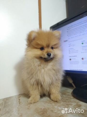 Щенок шпиц от заводчика