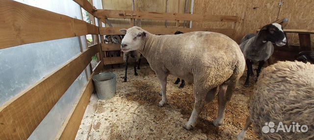 Шикарный баран-производитель породы Тексель