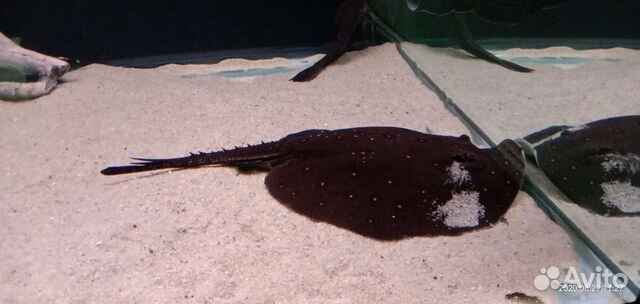 Скат моторо. Самец